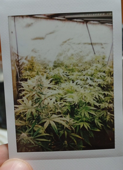 Tangerine Band Strain ® Exotic Seed